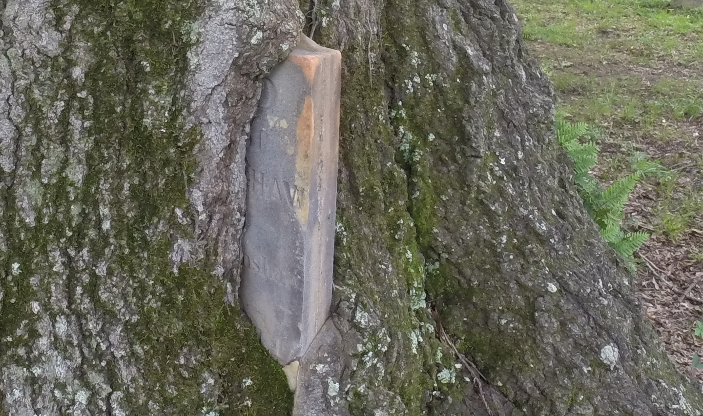 Gravestone Engulfed By Tree. [OC] [1400x853] : r/CemeteryPorn